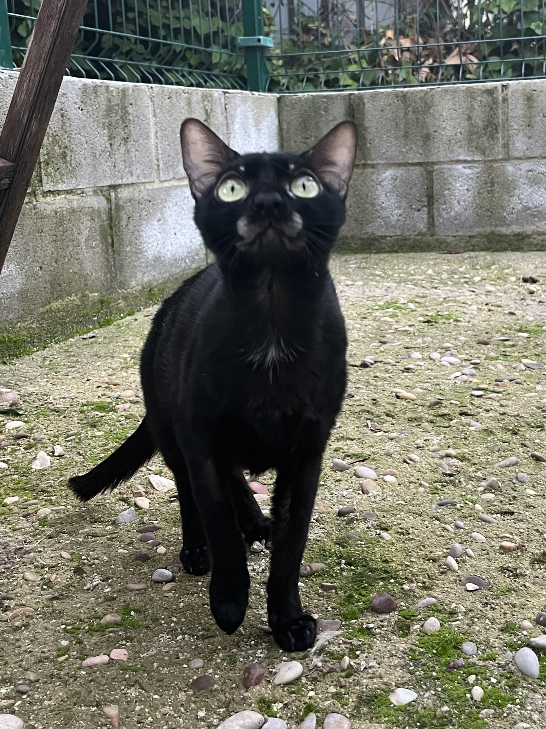 Puska - Gata Hembra - Patio - Nº Registro 227/25 | Mostoles Adopta